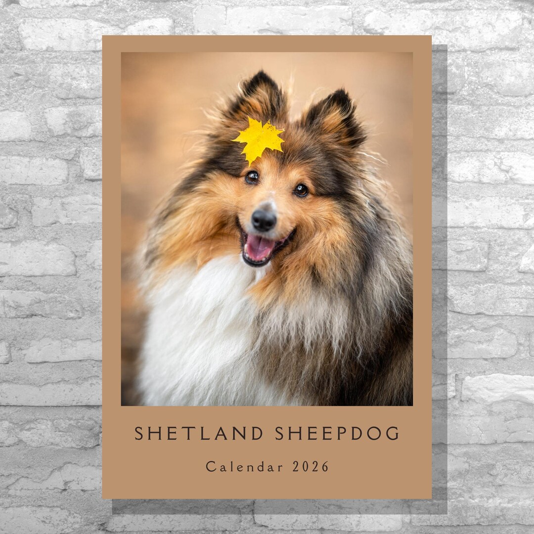 Shetland Sheepdog 2026 Calendar - Etsy UK