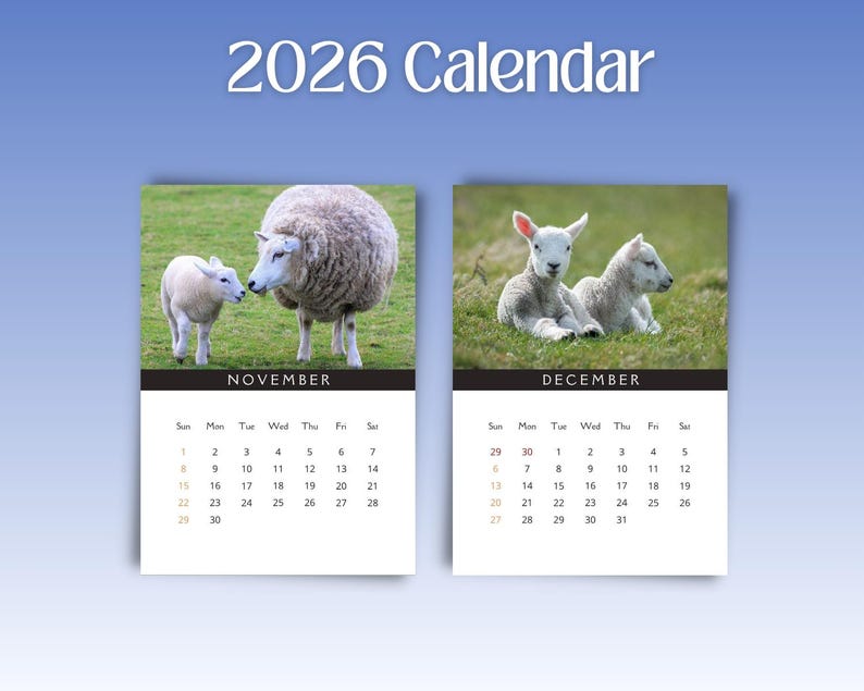 Sheep 2026 Calendar - Etsy Australia