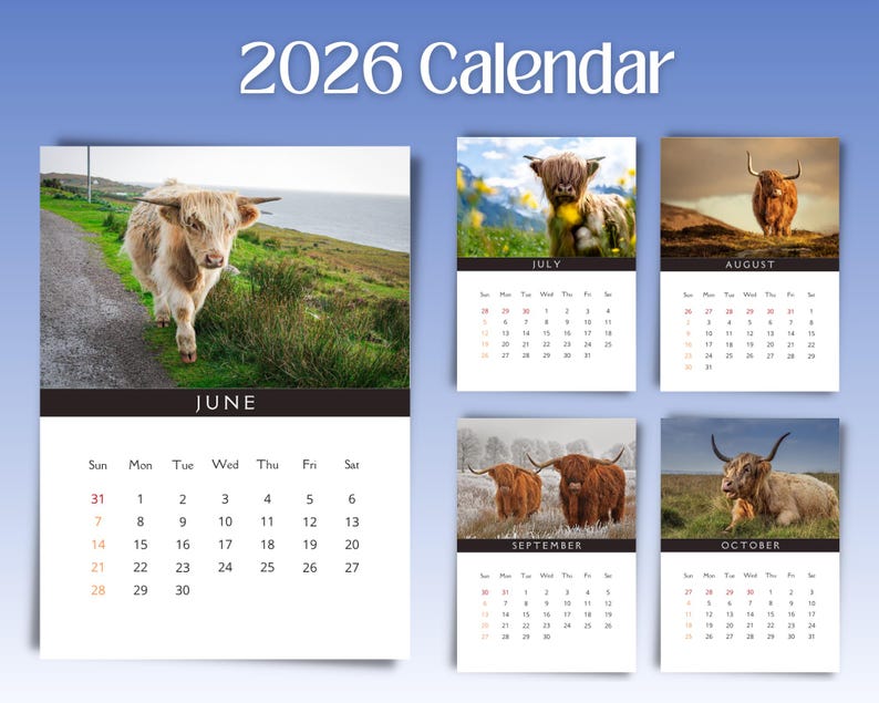 Highland Cow 2026 Calendar - Etsy