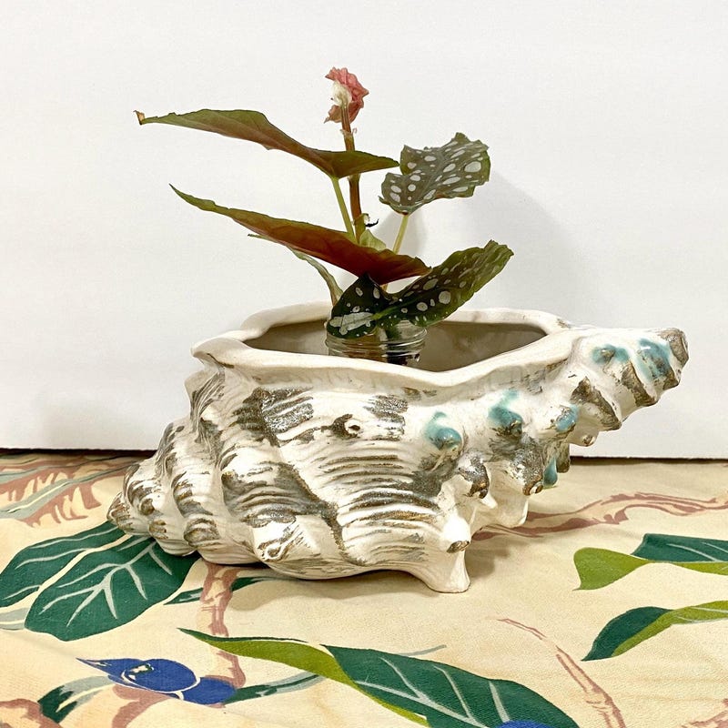 Conch Shell Planter - Etsy
