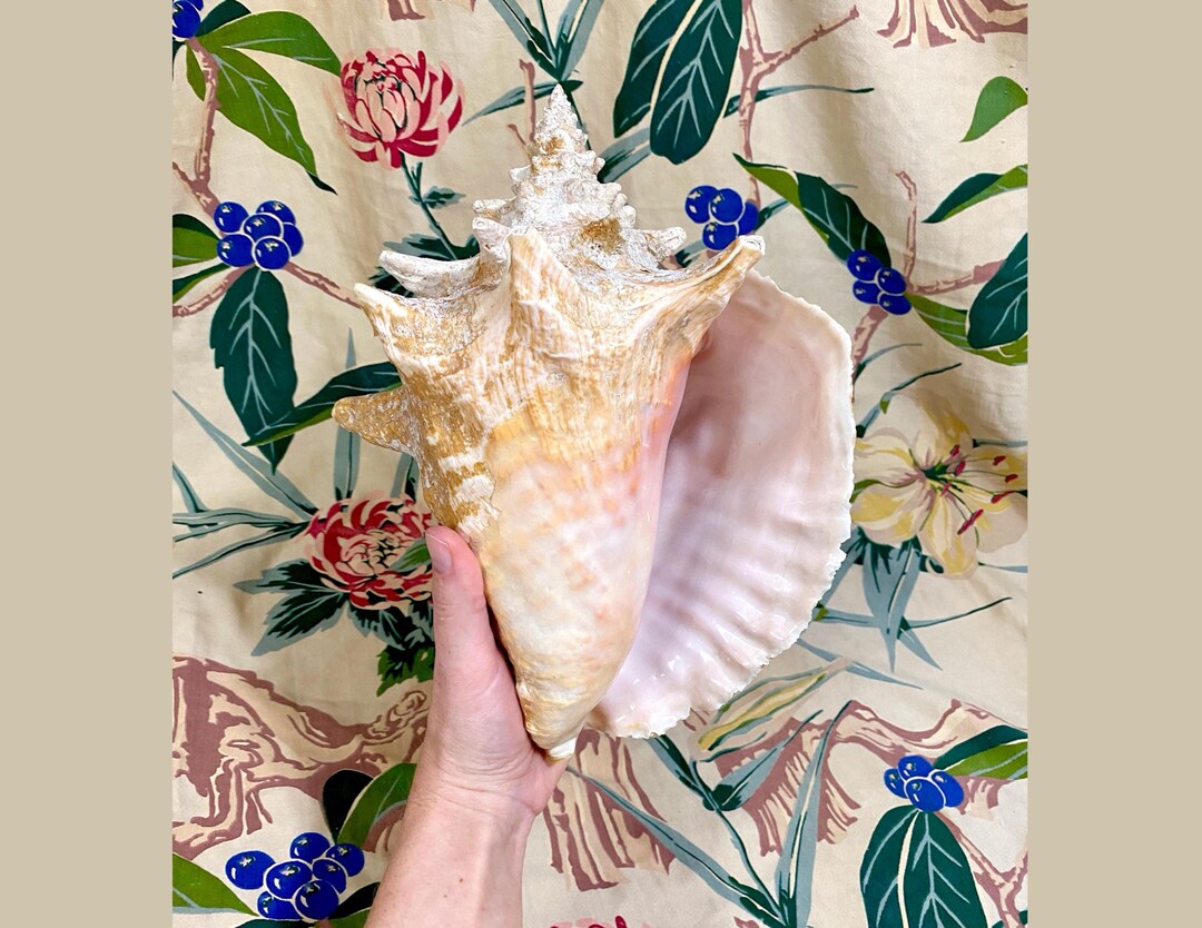 Giant Conch Shell Pink Natural Shell Home Decor Altarpiece Wiccan ...