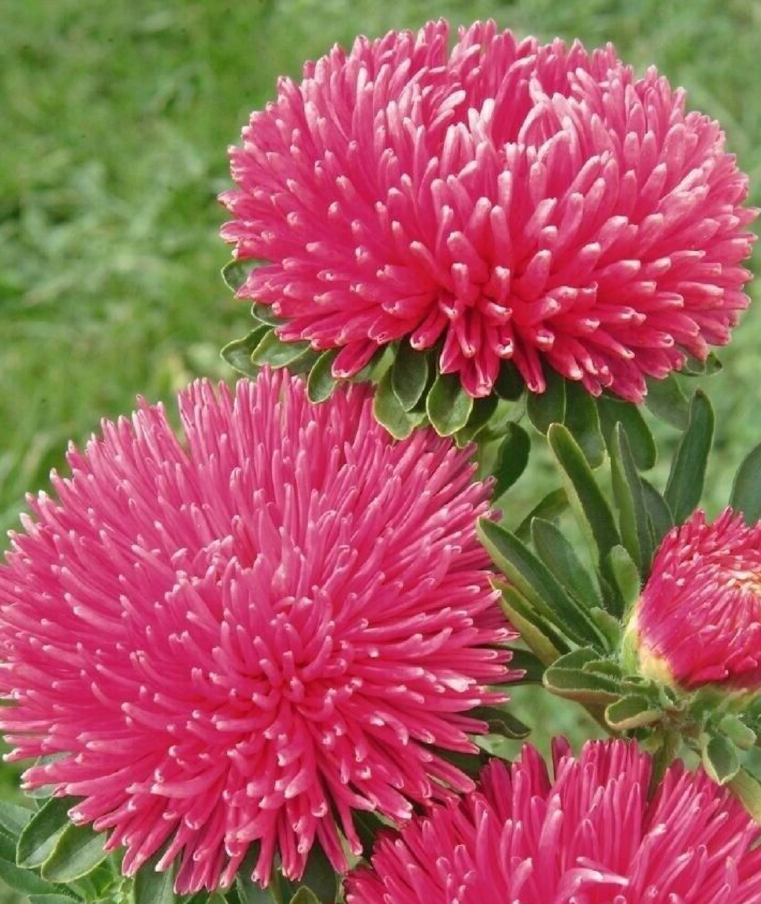 Aster Tower Dark Red 70 Semillas | Etsy