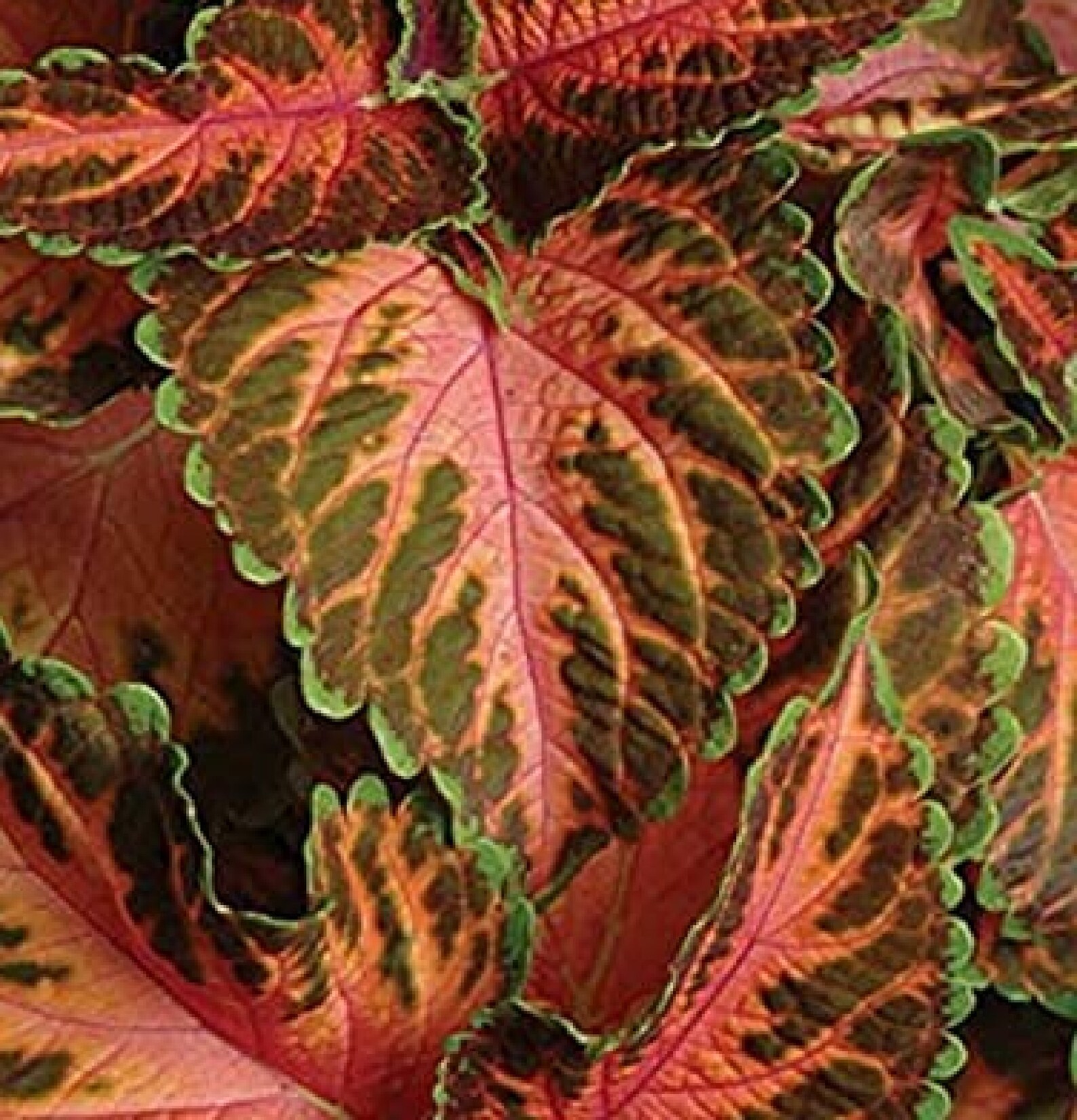 Wizard Sunrise Coleus 30 Seeds | Etsy