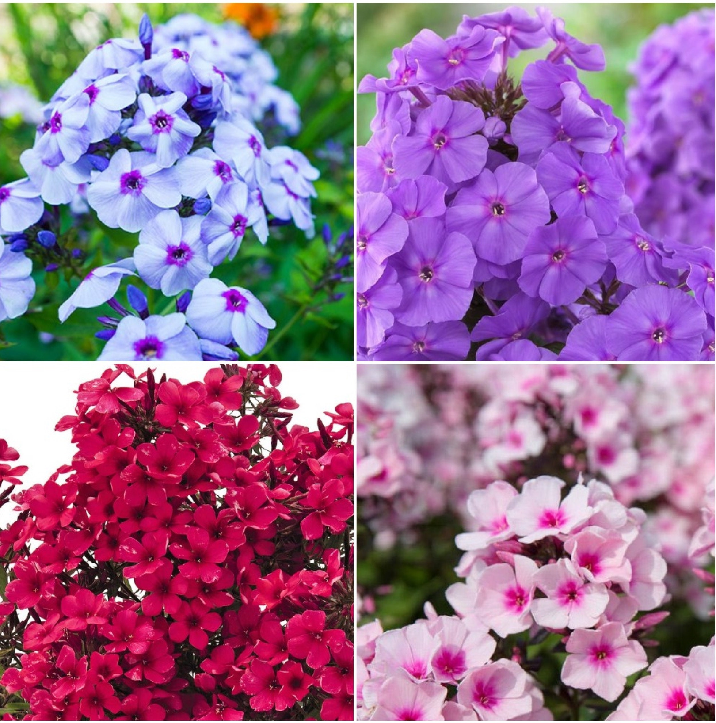 Phlox Hybrid Mix Varieties 70 Seeds | Etsy