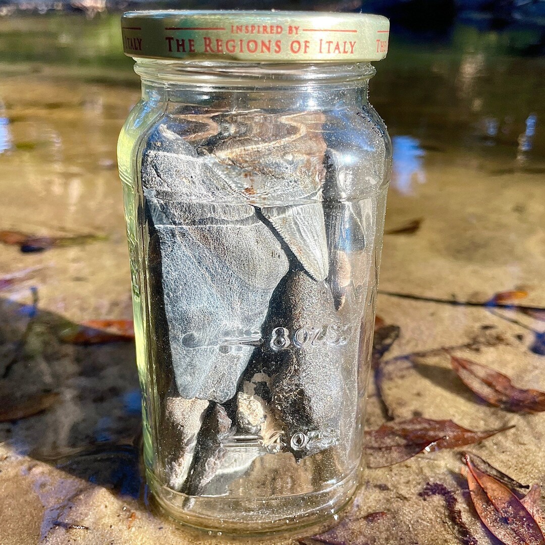 Megalodon Tooth Jar - Etsy
