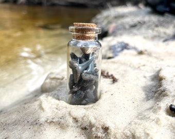 Shark Teeth Collecting Container - Etsy