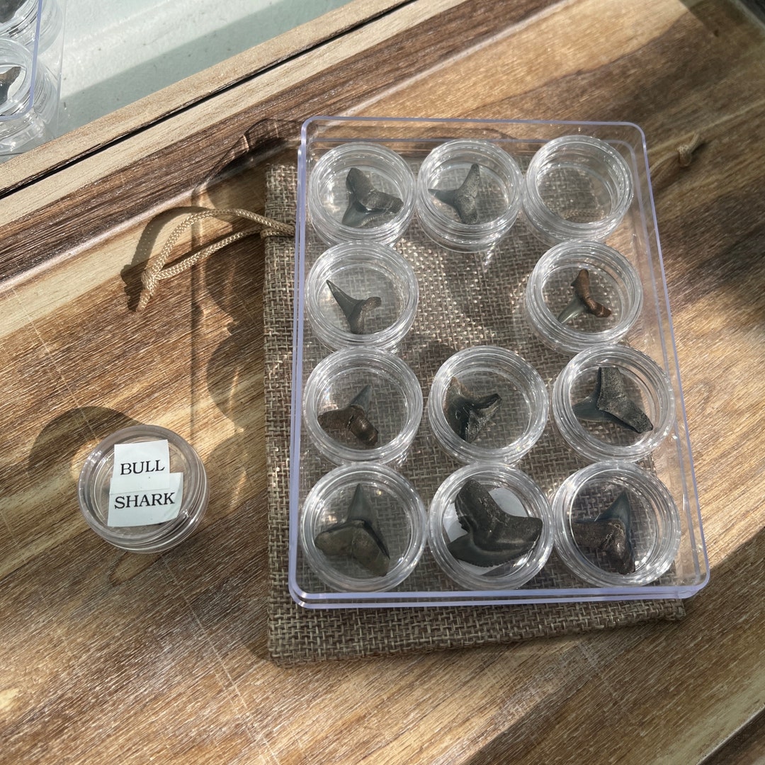 Fossil Identification Display Case Tray Genuine Ethically Sourced - Etsy