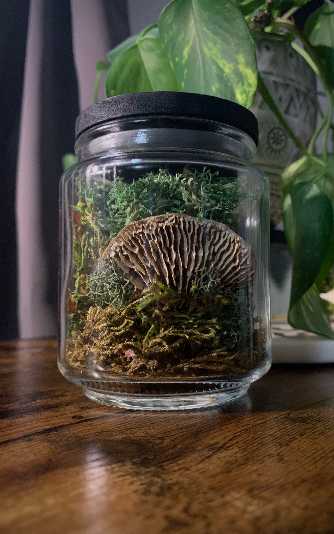 Mushroom Jar Oak Mazegill Specimen Jar - Etsy