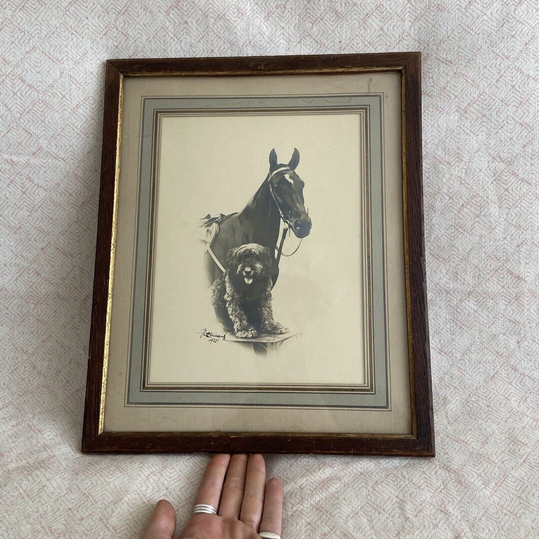 First World War Ww1 Royal Army Veterinary Corps Dog Horse - Etsy