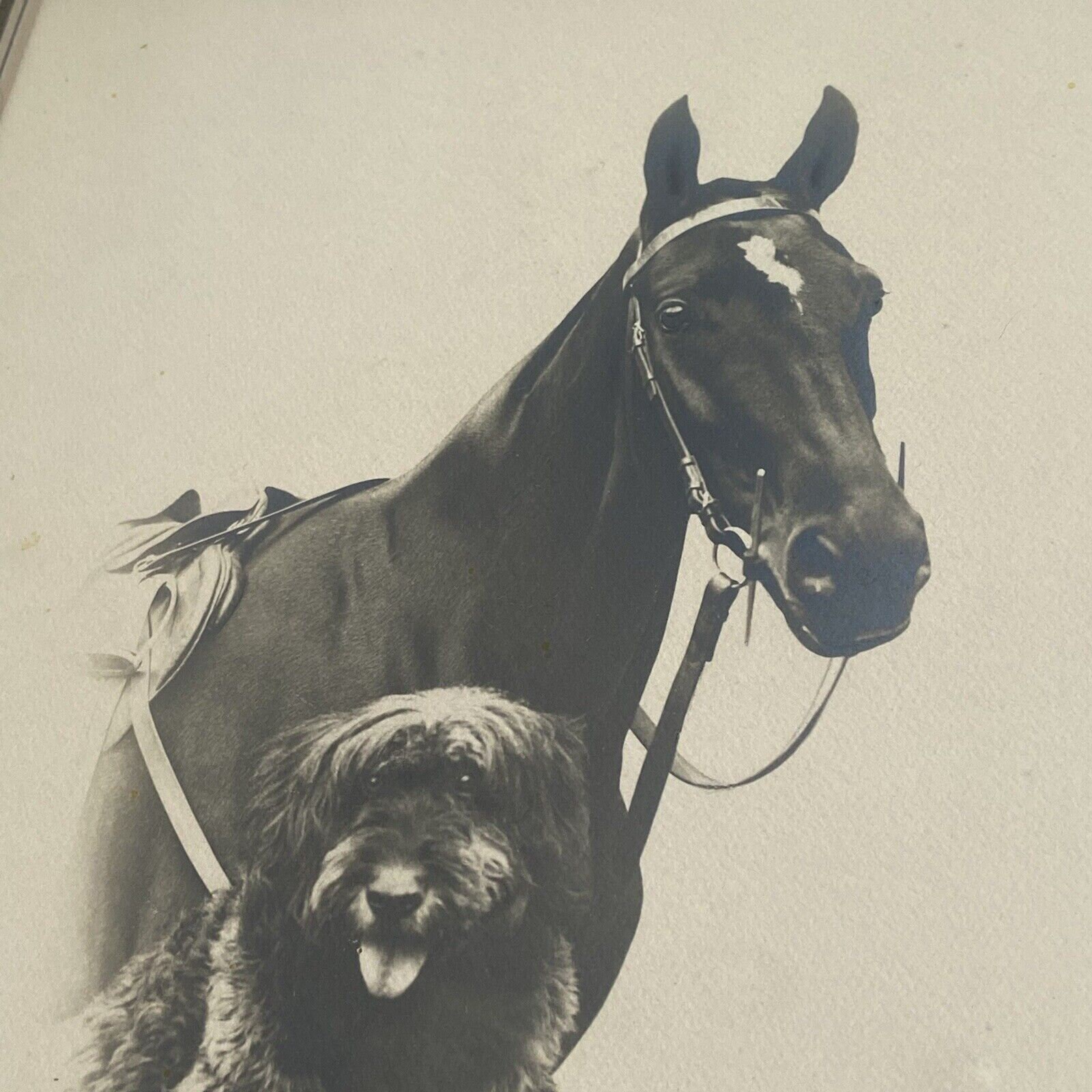 First World War Ww1 Royal Army Veterinary Corps Dog Horse - Etsy