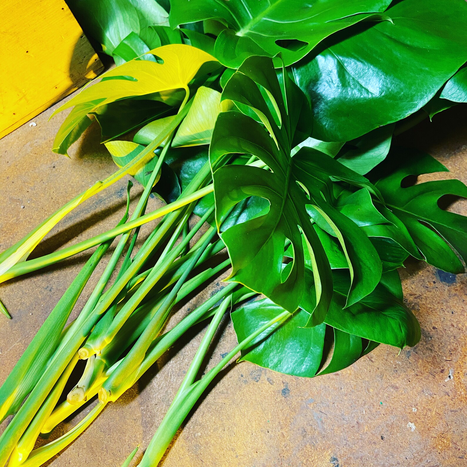 Venta de Monstera Deliciosa Hoja más grande y algunos tienen | Etsy