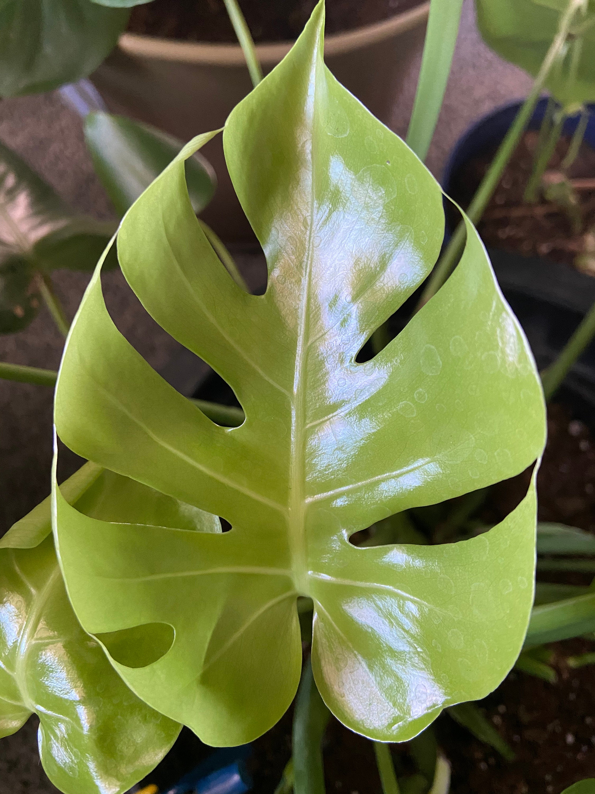 Venta de Monstera Deliciosa Hoja más grande y algunos tienen | Etsy