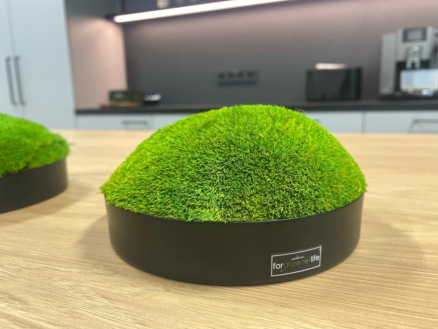 Natural Bun Moss Tray for Home or Office Table Decoration - Etsy