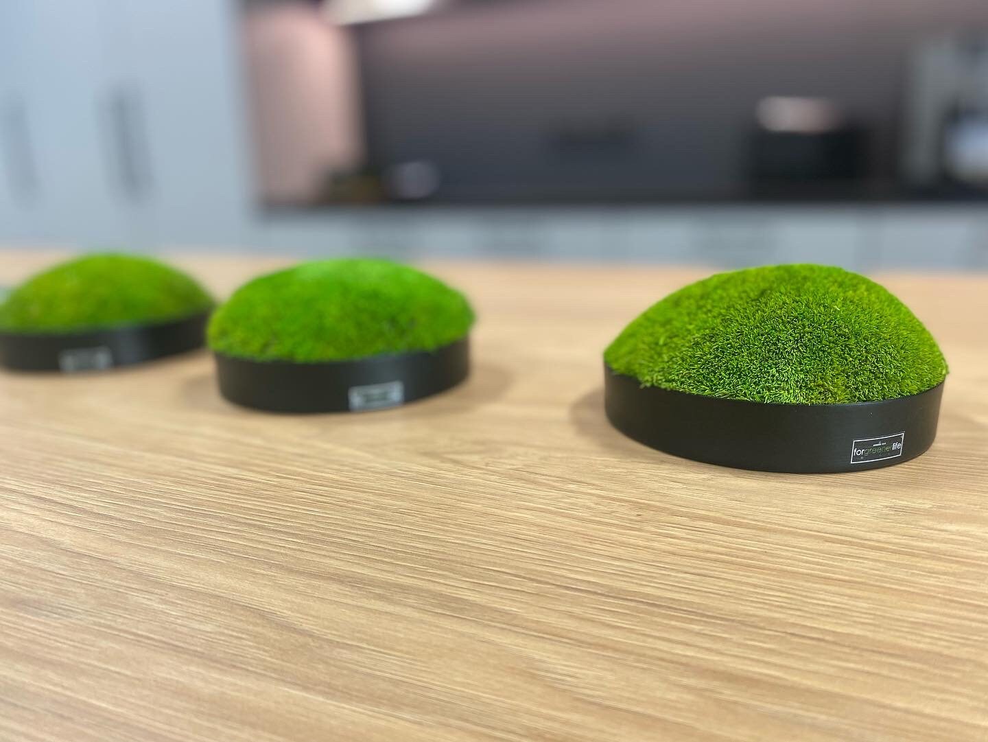 Natural Bun Moss Tray for Home or Office Table Decoration - Etsy