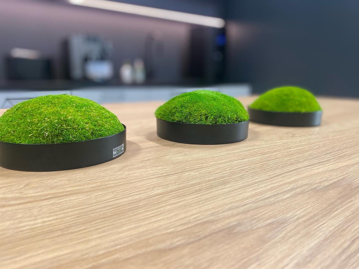 Natural Bun Moss Tray for Home or Office Table Decoration - Etsy