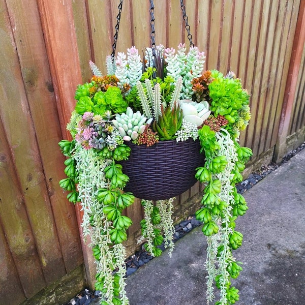 Faux Succulents for Crafts - Etsy