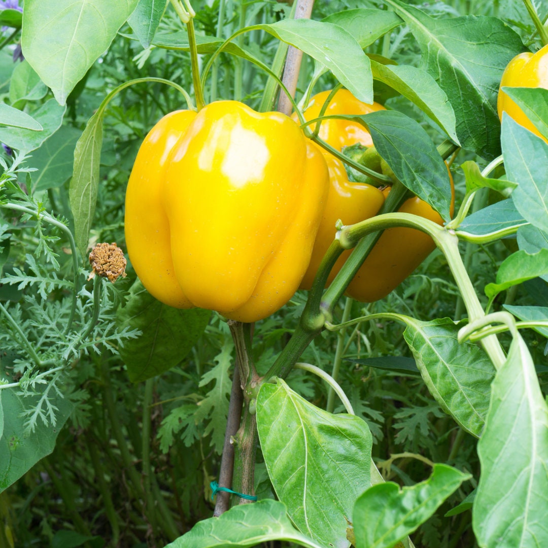 Golden Star Hybrid Pepper Seeds, Yellow Pepper Seeds - Etsy Canada