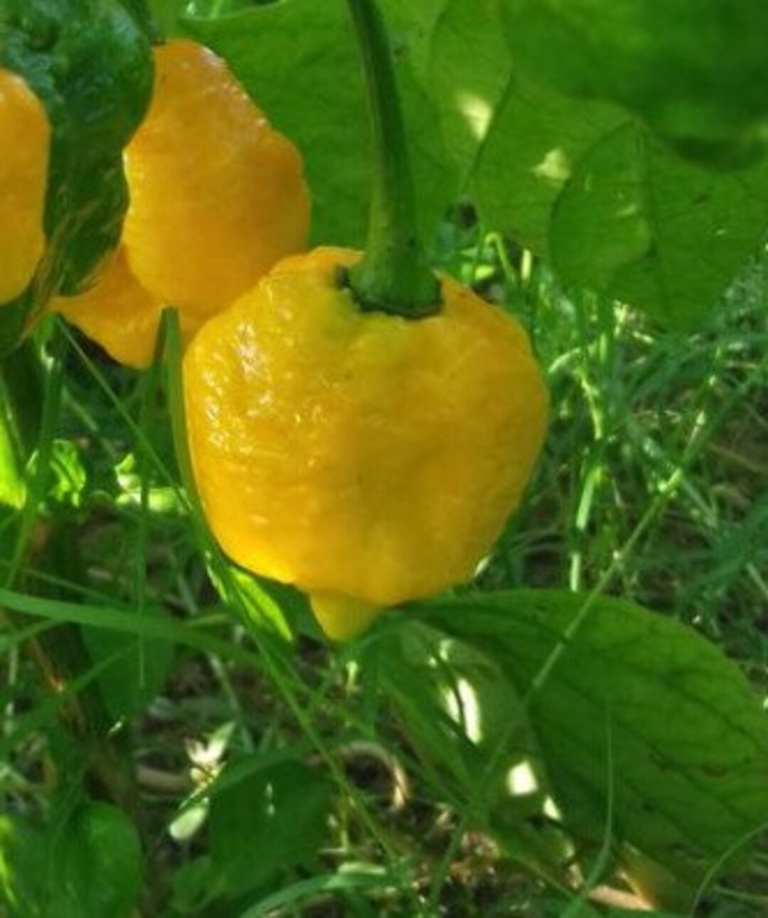 Yellow Brain Strain Pepper Seeds, Hot Pepper Seeds - Etsy Canada