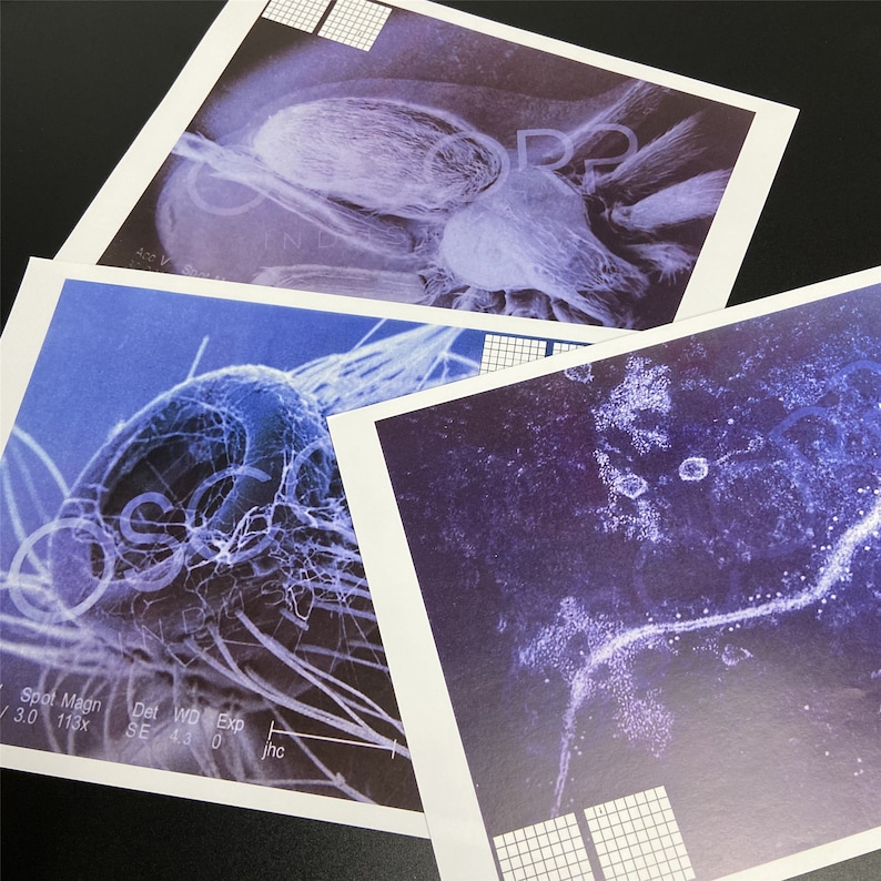 Spiderman File S.H.I.E.L.D Top Secret File Peter Parker Folder Spider ...