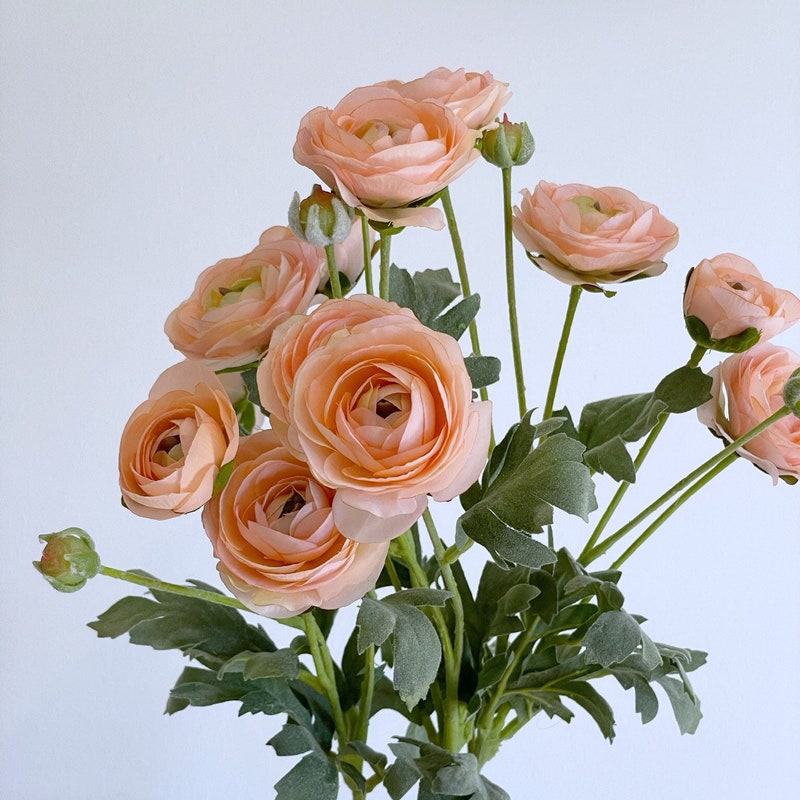 Peach Ranunculus - Etsy