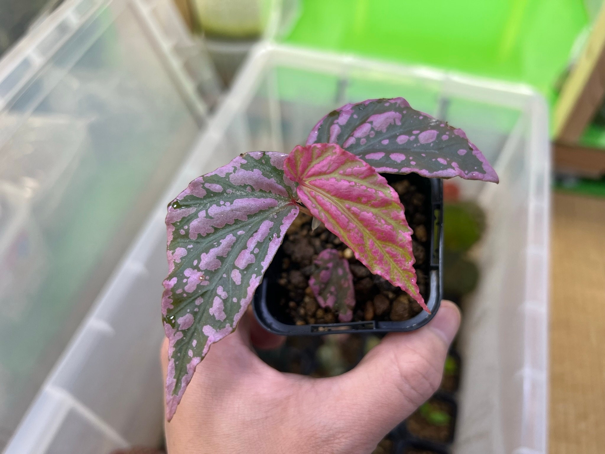Rare Begonia sp Thailand Terrarium Plant Ferns, Grasses & Bamboo Home ...