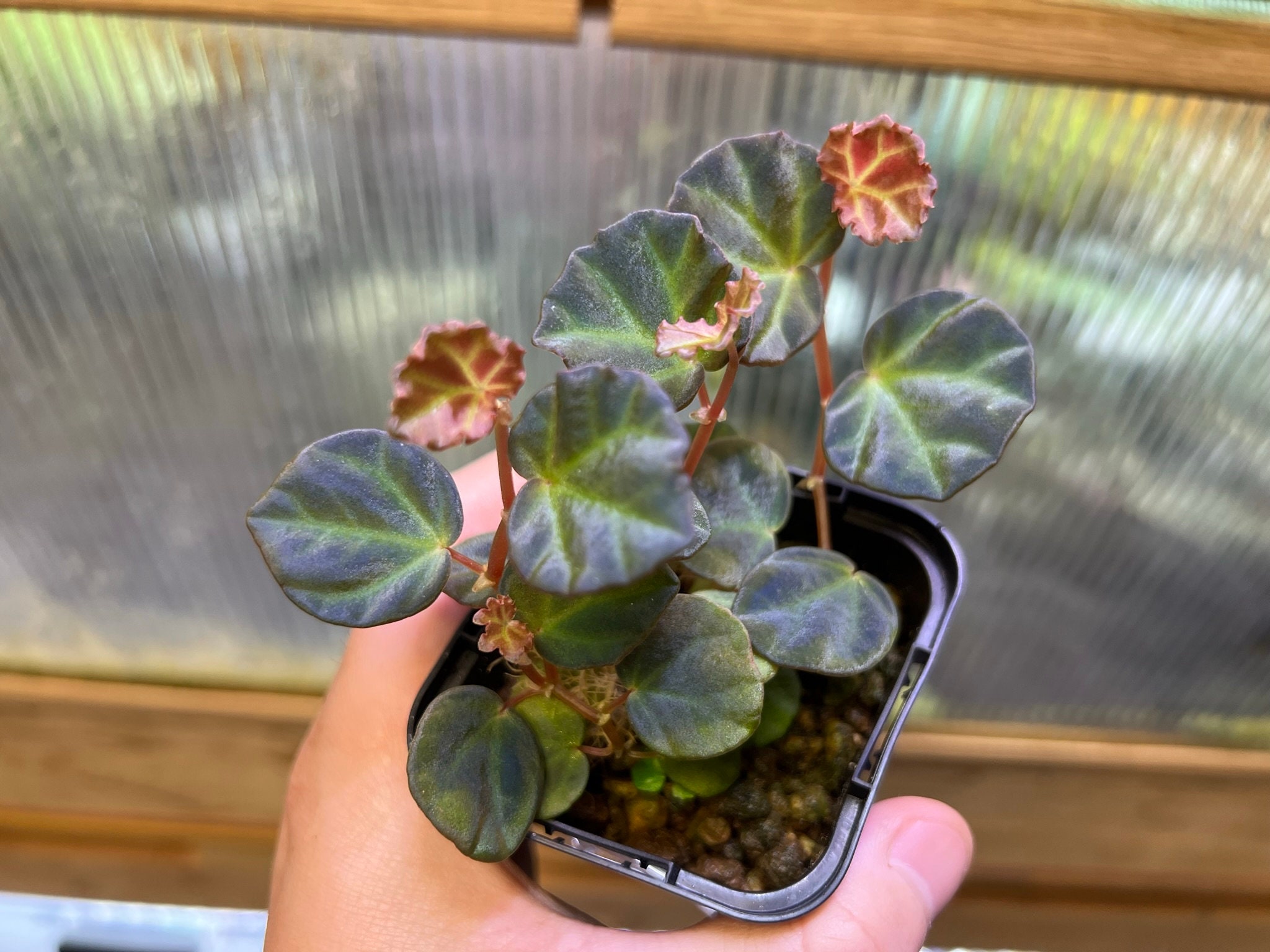 Rare Begonia sp Thailand Terrarium Plant Ferns, Grasses & Bamboo Home ...