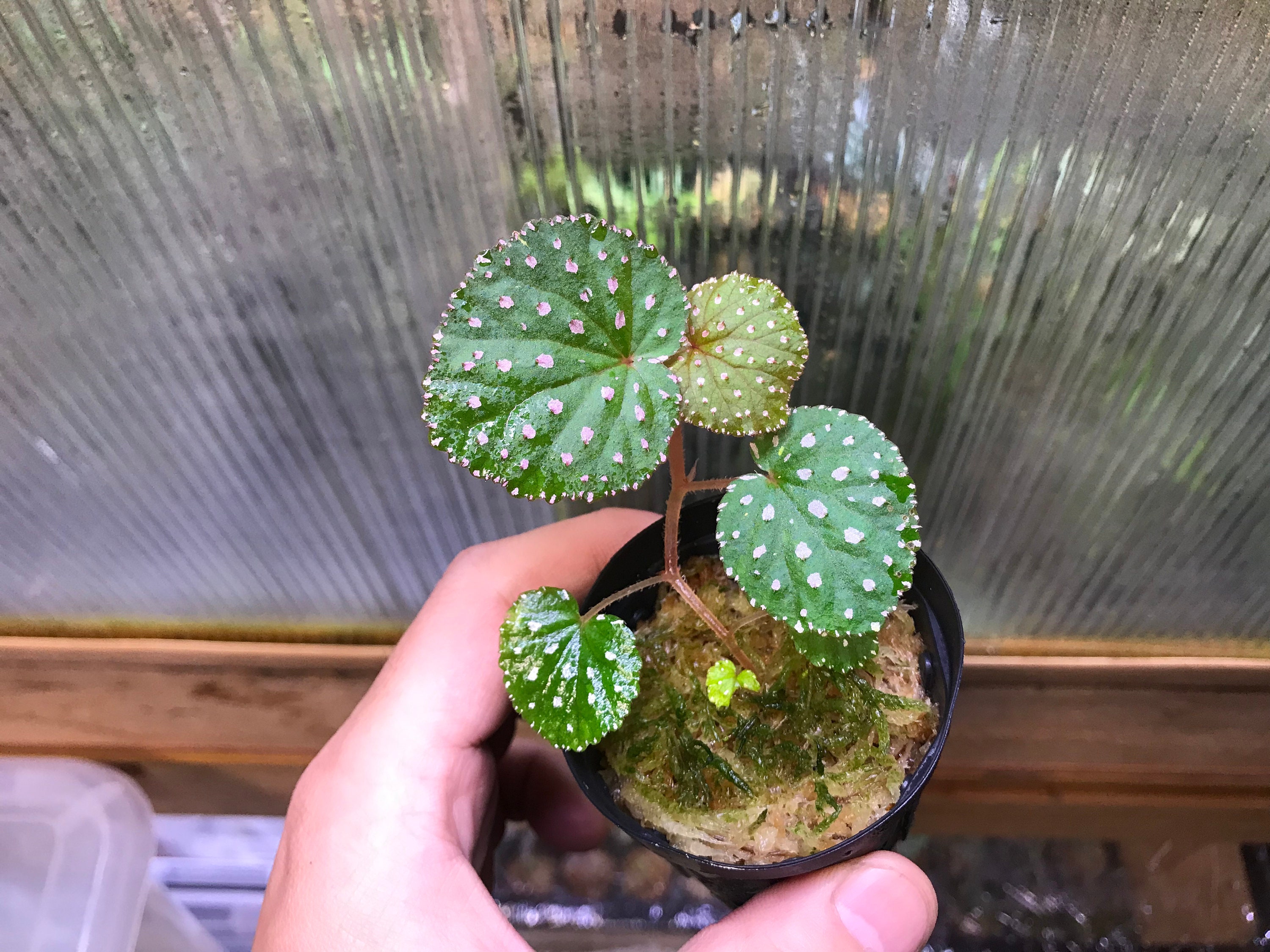 Outdoor & Gardening Ferns, Grasses & Bamboo Plants Begonia ocellata ...