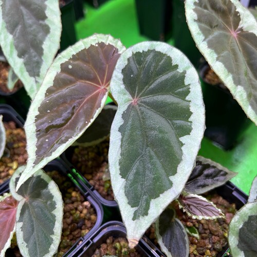 Outdoor & Gardening Ferns, Grasses & Bamboo Plants Begonia ocellata ...
