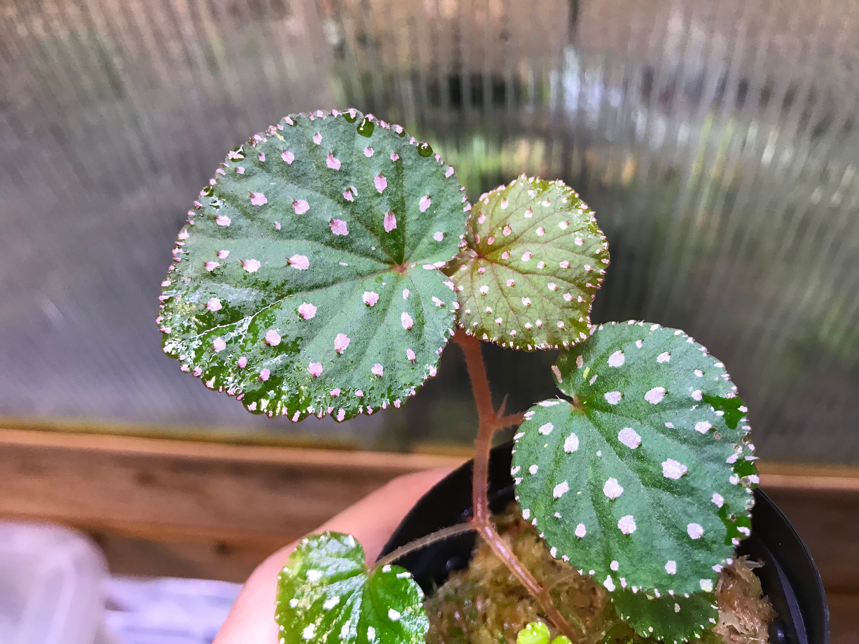 Outdoor & Gardening Ferns, Grasses & Bamboo Plants Begonia ocellata ...