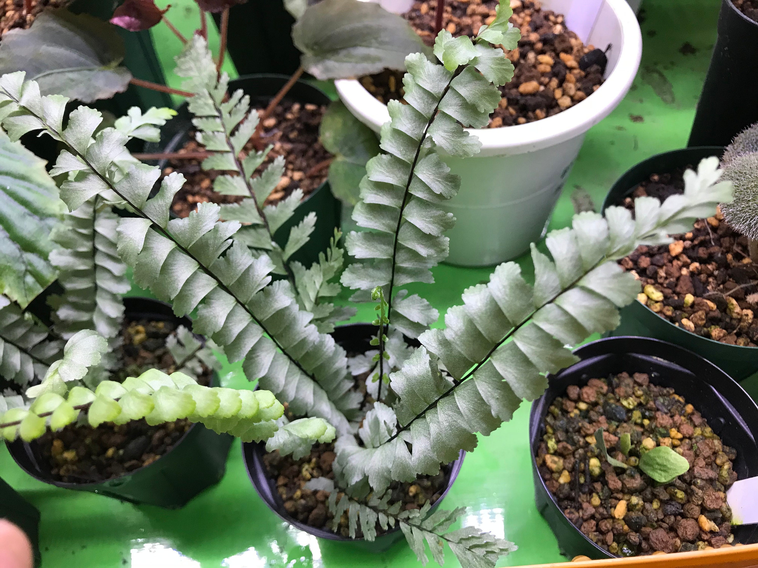 Asplenium normale Plantas de Helecho | Etsy