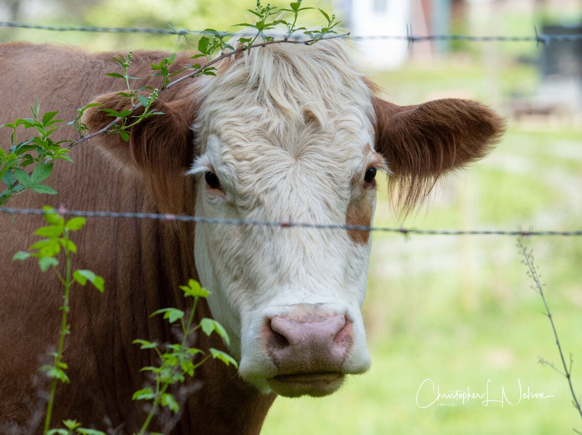 Cow Print Set Rustic Décor Farmhouse Style Modern Country Photography ...