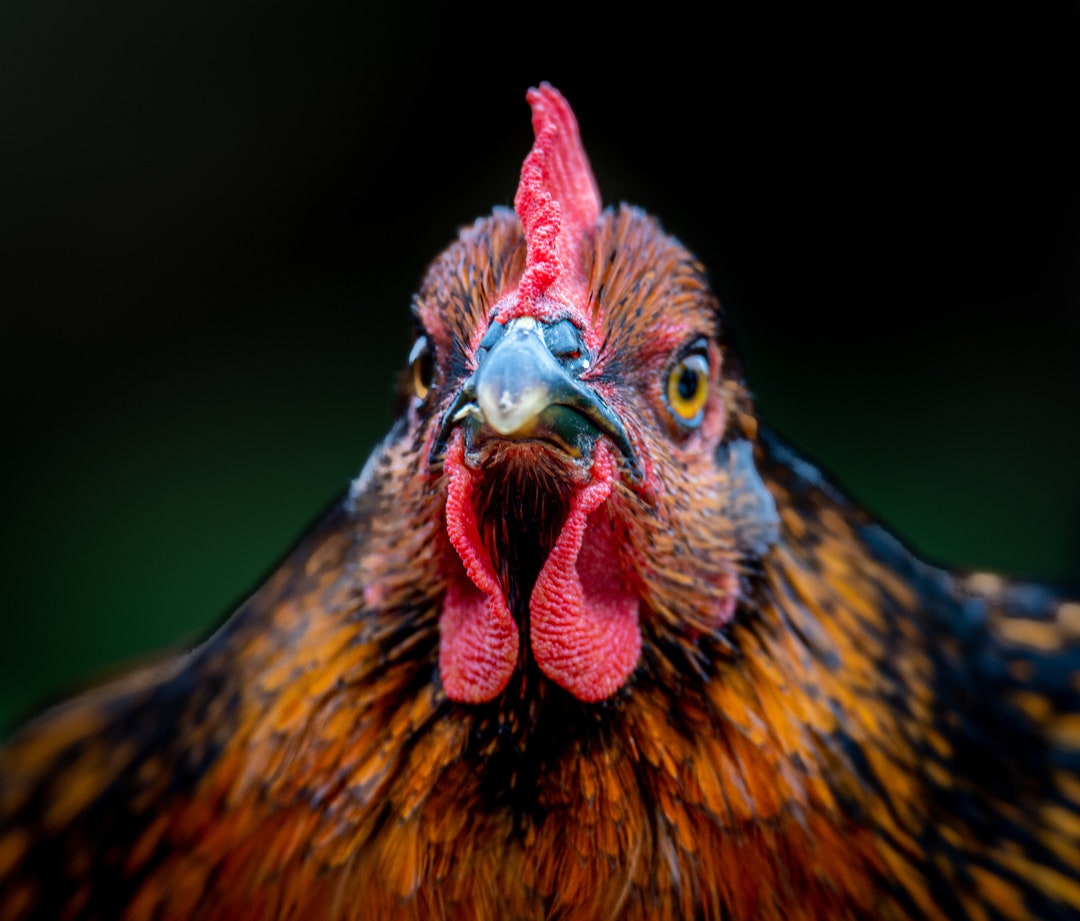 Angry Chicken Print Farmhouse Décor Country Landscape Photograph ...