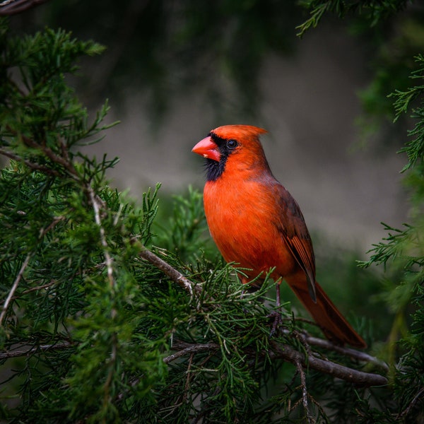 Cardinal Print - Etsy