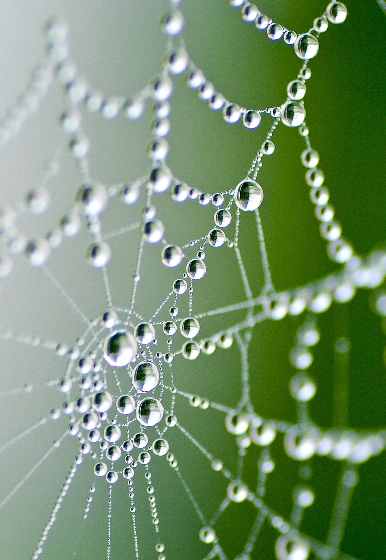Spider Web With Dew