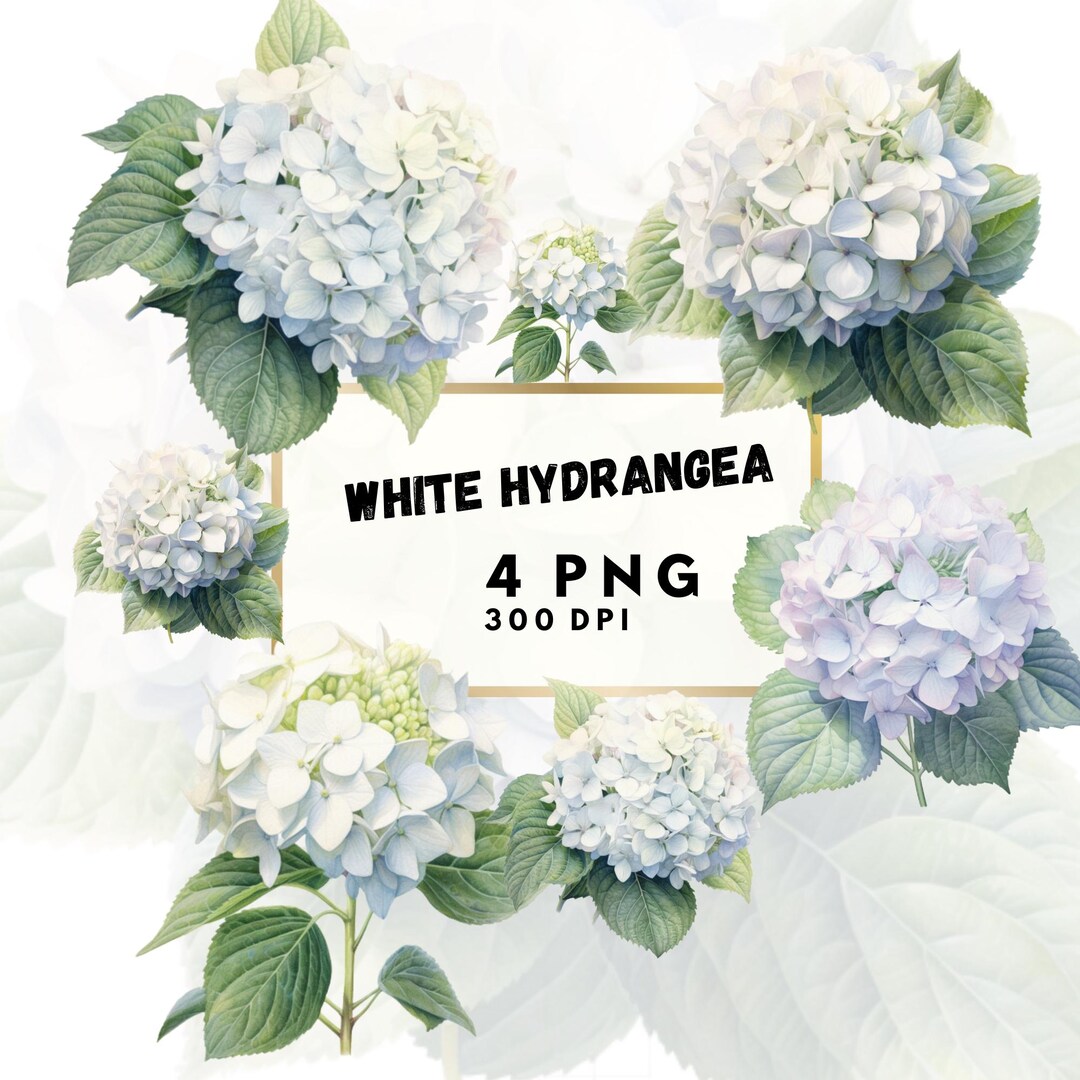 Clip Art - White Hydrangea - Watercolor - Transparent Png - Digital ...