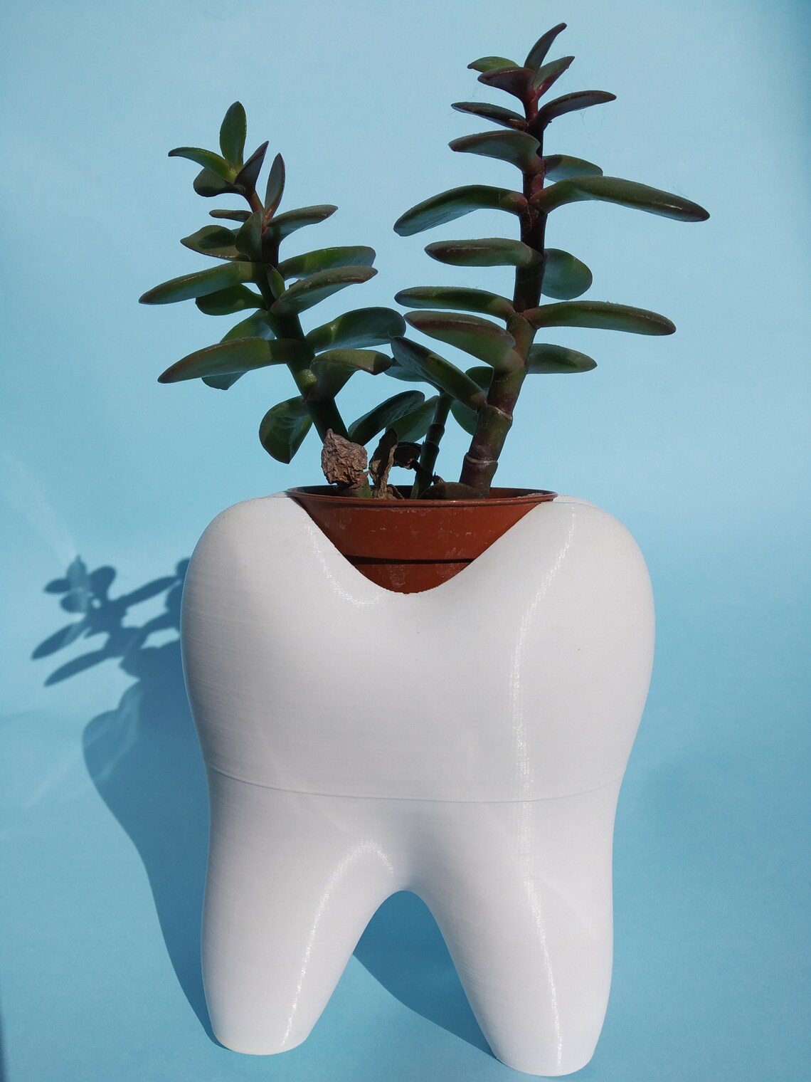 Giant Tooth/ Vase Plant / to Hold Toothbrush and Toothpaste / - Etsy