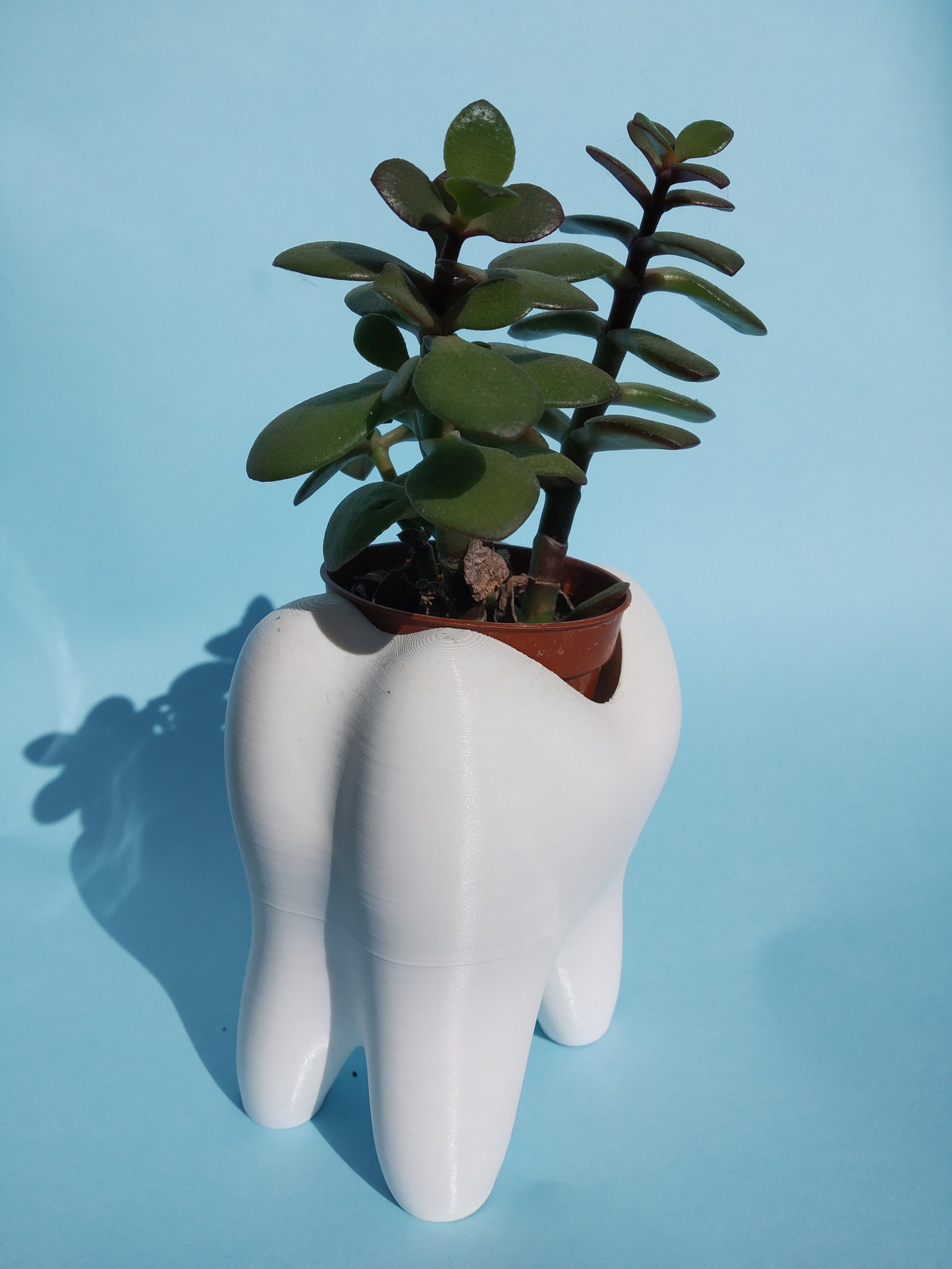 Giant Tooth/ Vase Plant / to Hold Toothbrush and Toothpaste / - Etsy