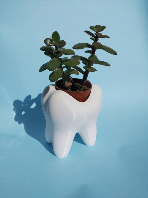 Giant Tooth/ Vase Plant / to Hold Toothbrush and Toothpaste / | Etsy