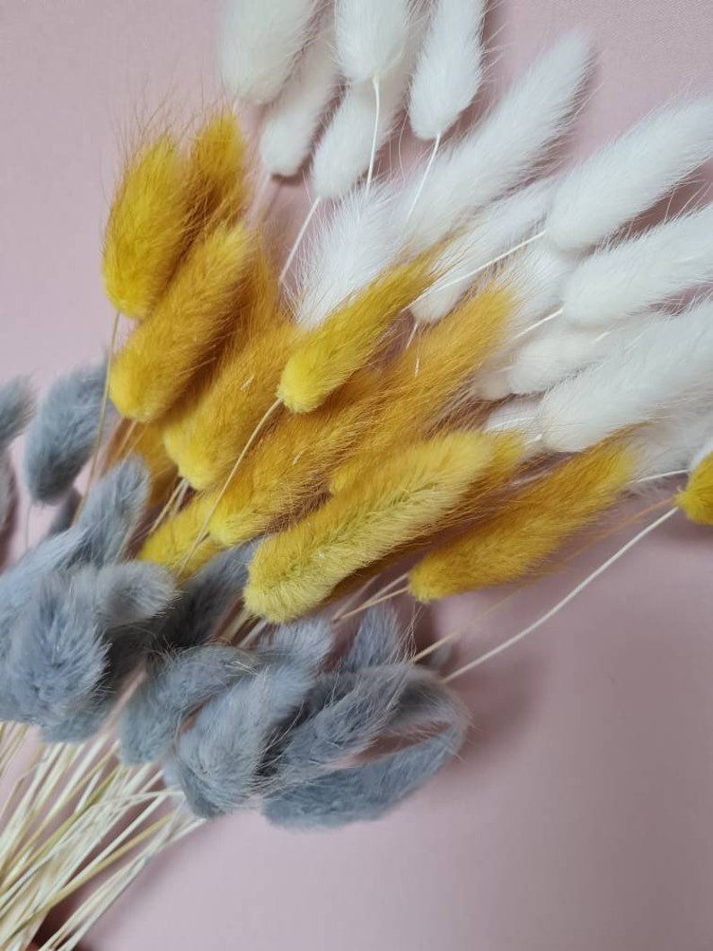 Bunny Tails lagurus Ovatus Mustardretro Yellow Grey and - Etsy UK