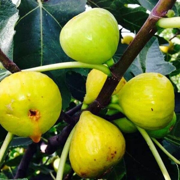 White Marseille Fig Tree Cuttings - Etsy