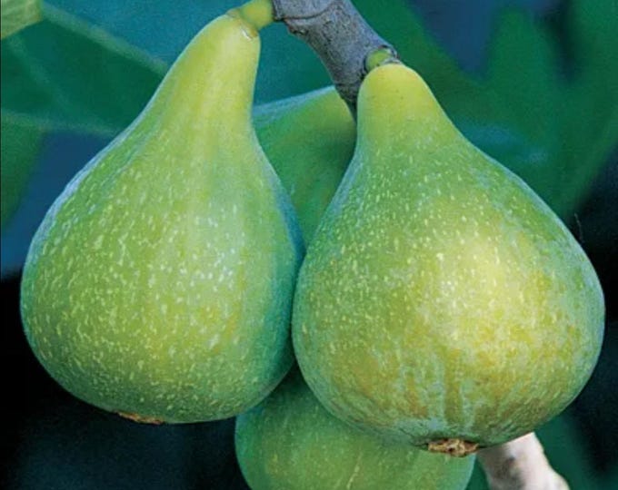 Fig ‘desert King’ - Live Plant 1-2ft Tall Ship in 6” Pot - Etsy