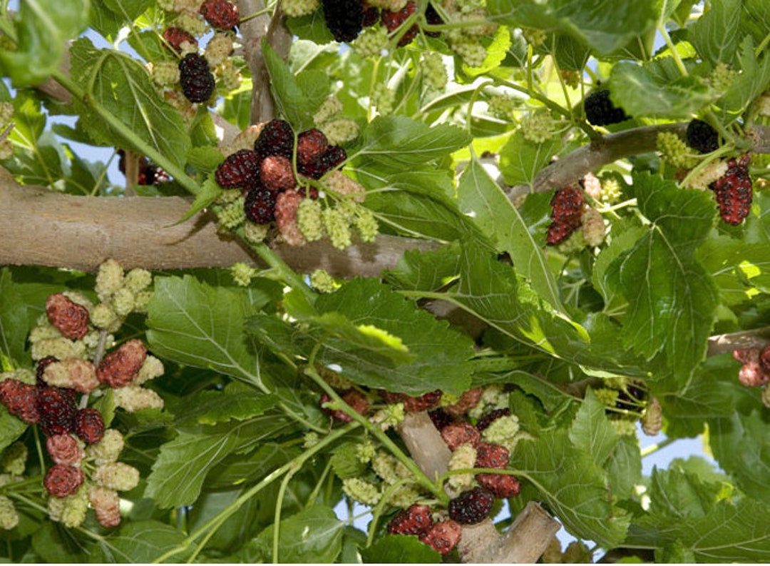 Mulberry (weeping)- 1 Gallon Potted - Etsy