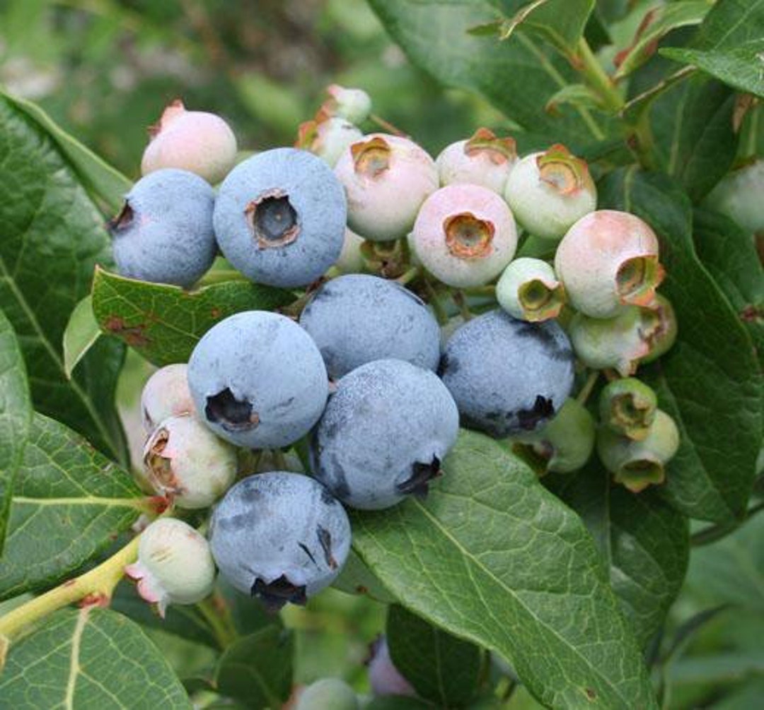 Blueberry (razz) - 1 Gallon Potted- Raspberry Flavored Blueberry! - Etsy