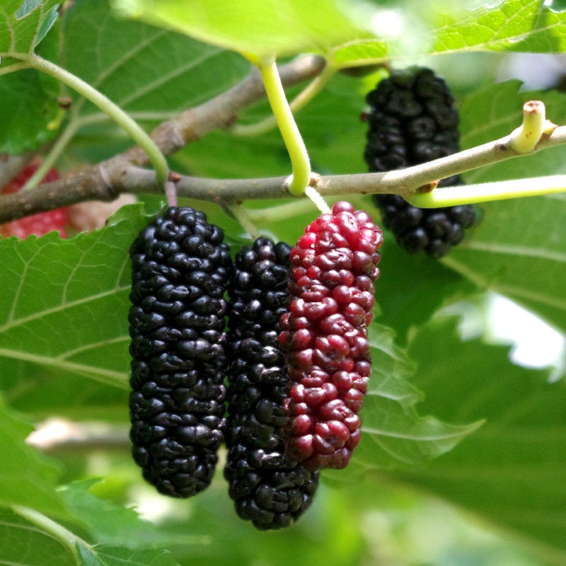 Mulberry (contorted Mulberry) - Etsy