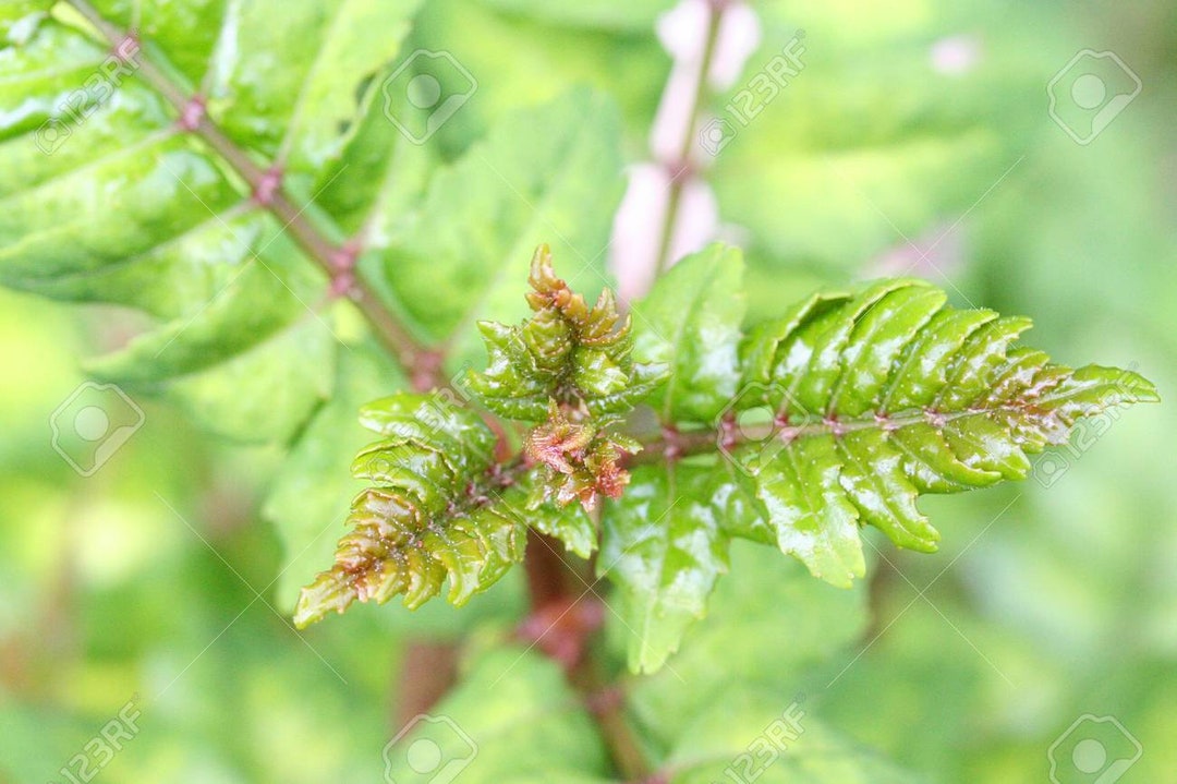 Sansho Japanese Pepper - Etsy