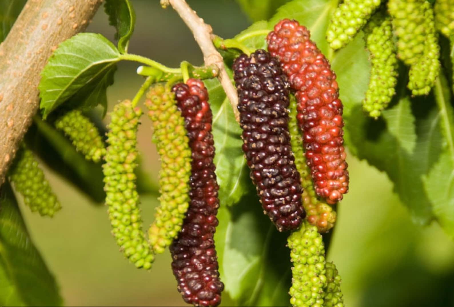 Pakistan Mulberry Tree- 1 Gallon Potted- 2 Feet Tall! - Etsy
