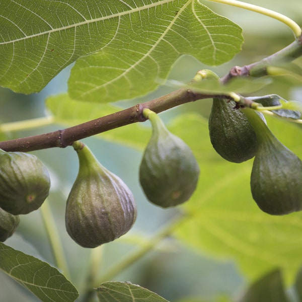 Dwarf Fig Tree - Etsy
