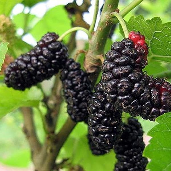Mulberry Tree - Etsy