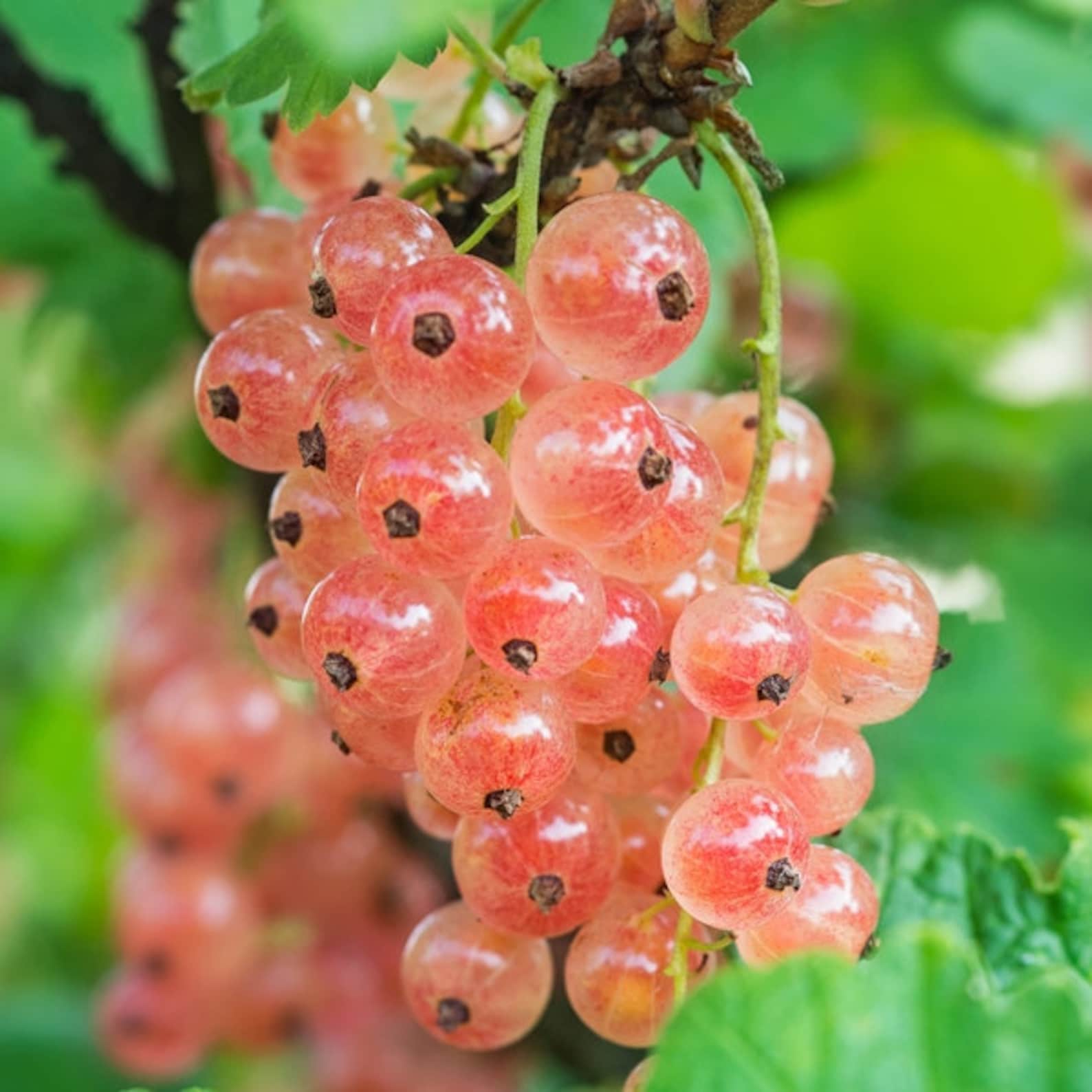 What to do with Red Currants! Recipes and Growing Tips