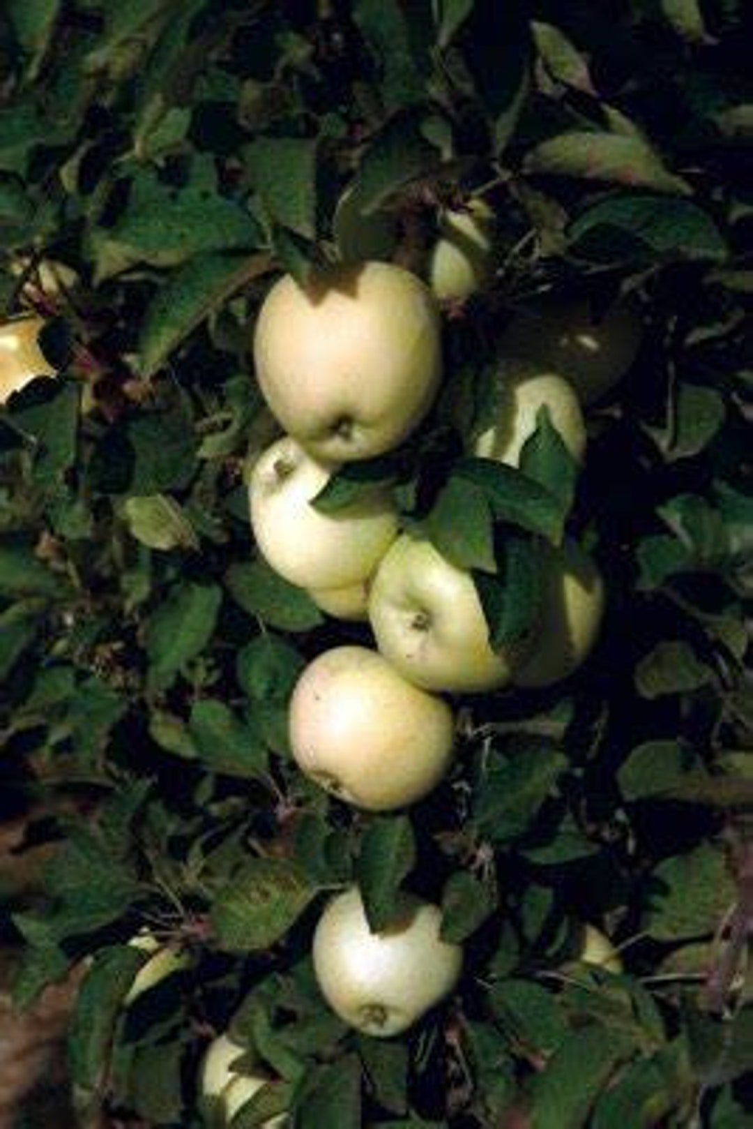 Columnar Apple Tree (white Icicle) - Etsy